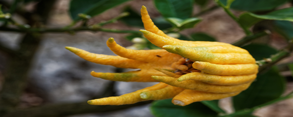 9 of the Most Exotic Fruits in the World| Western Union
